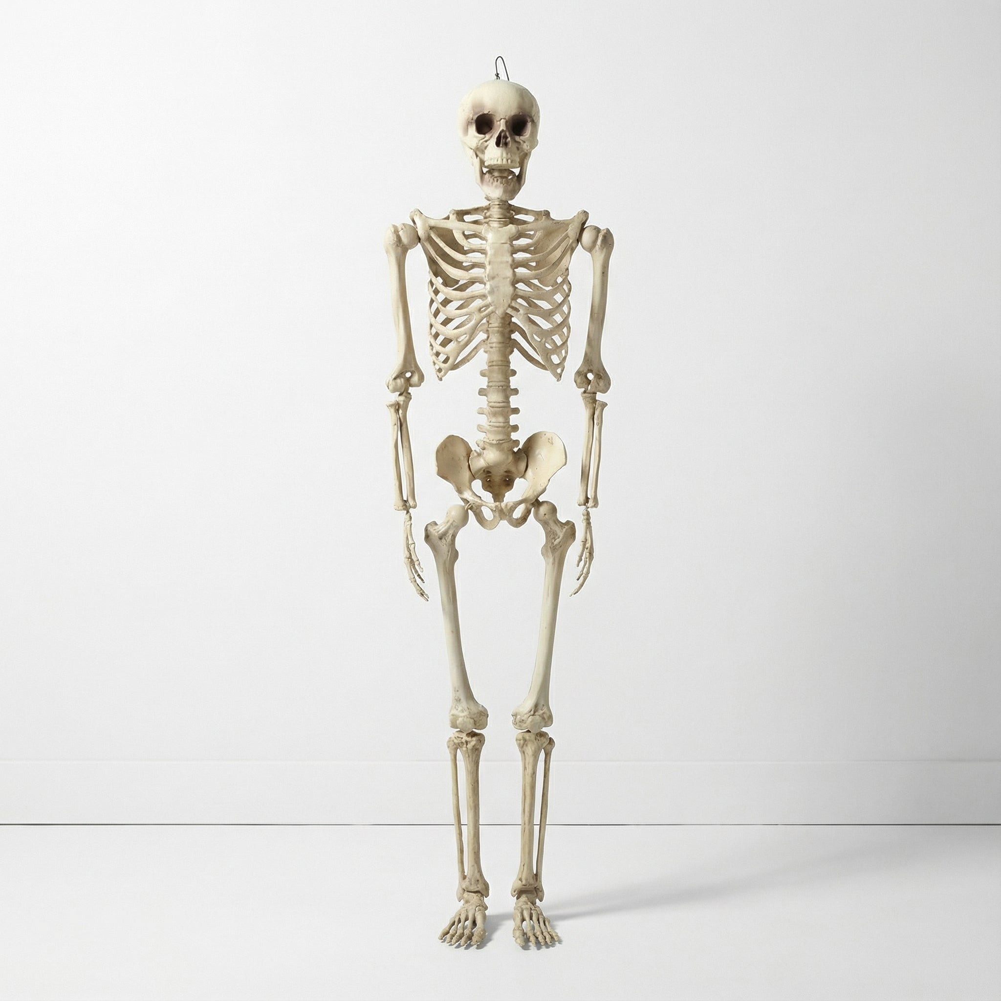 Prop Anatomical Skeleton – AXIS